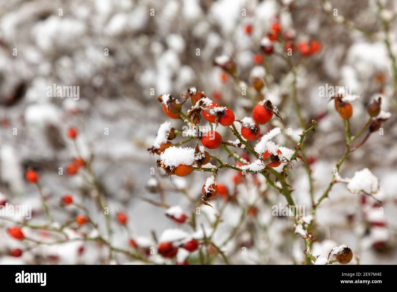 Hiver fruits rouges Banque de photographies et d’images à haute ...