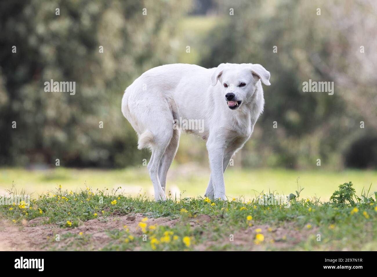 Chien enragé Banque de photographies et d’images à haute résolution - Alamy