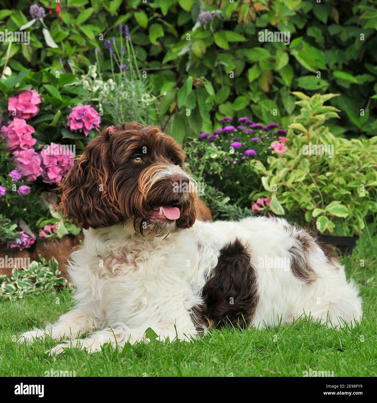 Chien labradoodle blanc Banque de photographies et d’images à haute résolution - Alamy