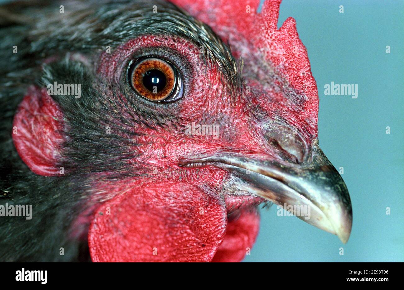 Tête de poule Banque de photographies et d’images à haute résolution ...