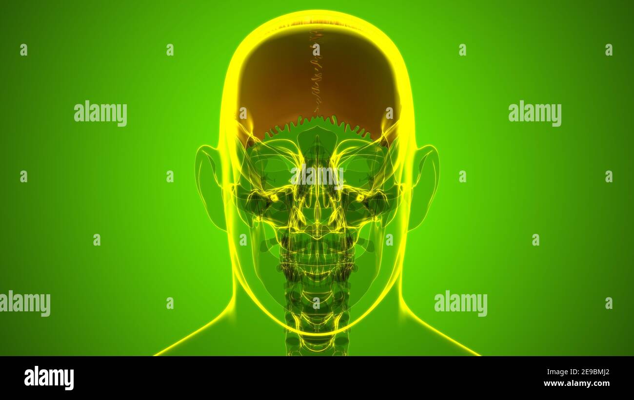 Squelette humain crâne pariétal OS Anatomie pour le concept médical ...