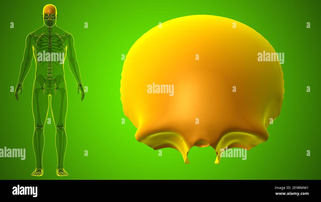 Squelette humain crâne Anatomie osseuse frontale pour le concept ...