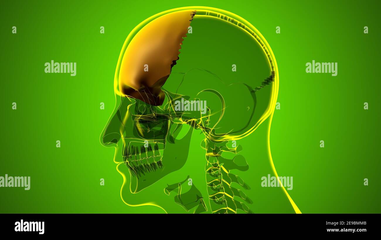 Squelette humain crâne Anatomie osseuse frontale pour le concept ...