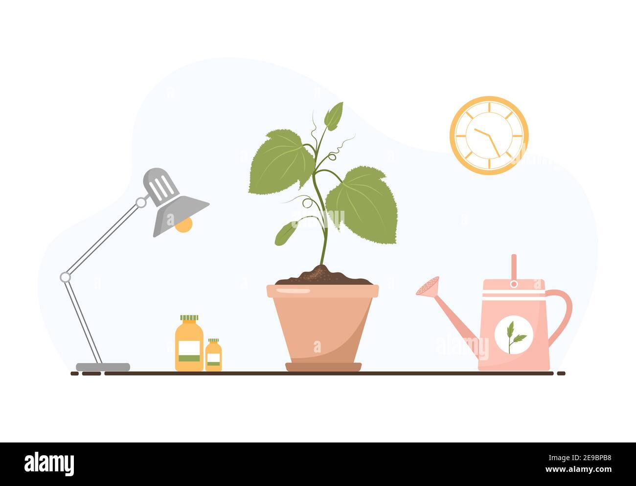 Plantule de concombres dans un pot. Culture de plantes de jardinage ...