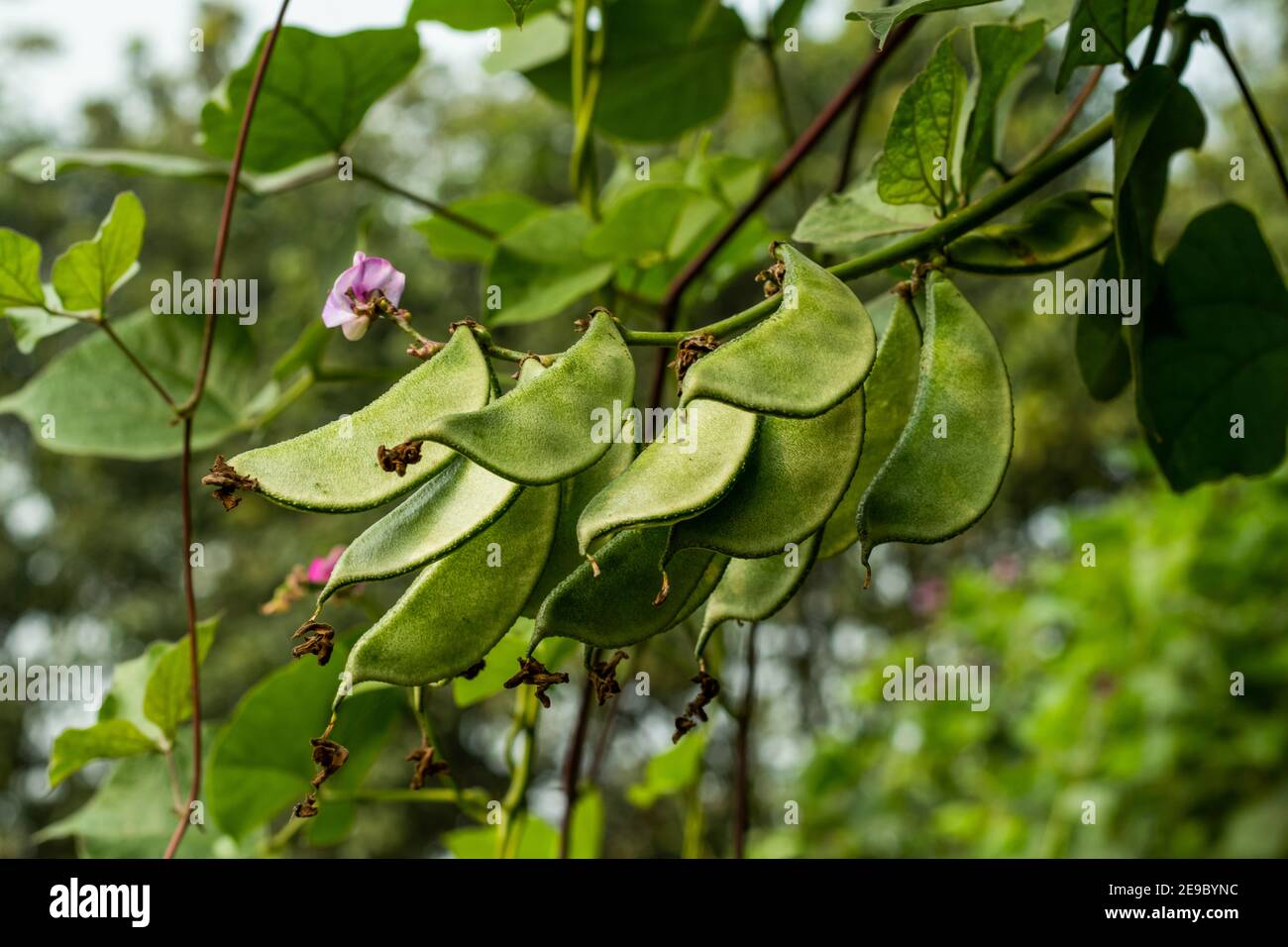 Helda beans Banque de photographies et d’images à haute résolution - Alamy