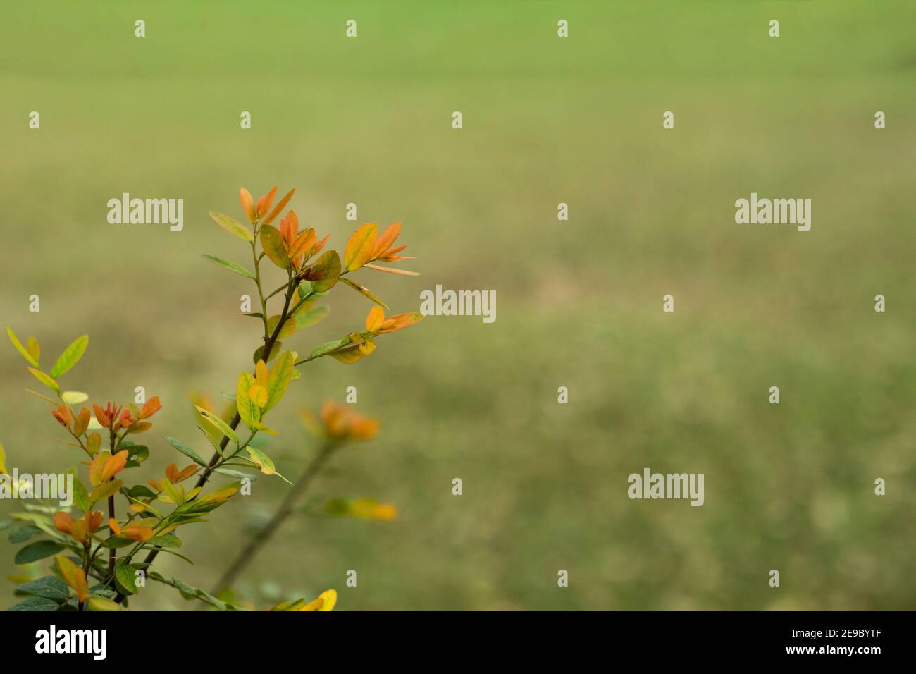 Feuille vert clair Banque de photographies et d’images à haute ...
