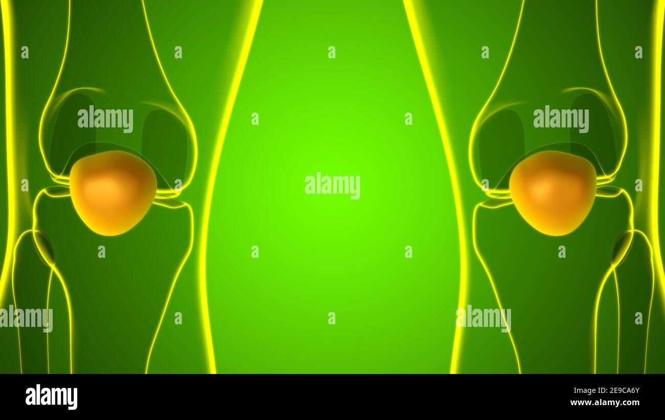 Anatomie du squelette humain rotule OS 3D Rendering for Medical concept ...