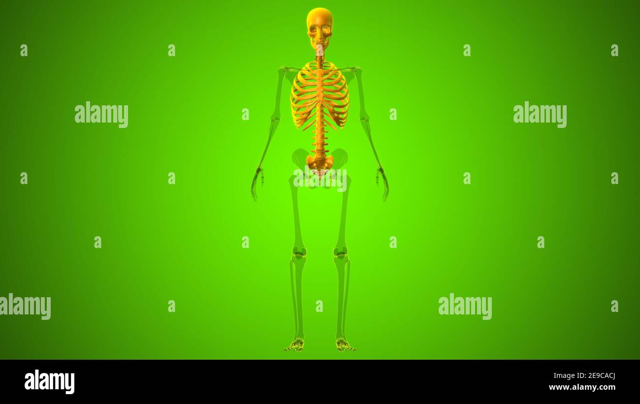 Squelette humain squelette axial Anatomie 3D Illustration Photo Stock ...