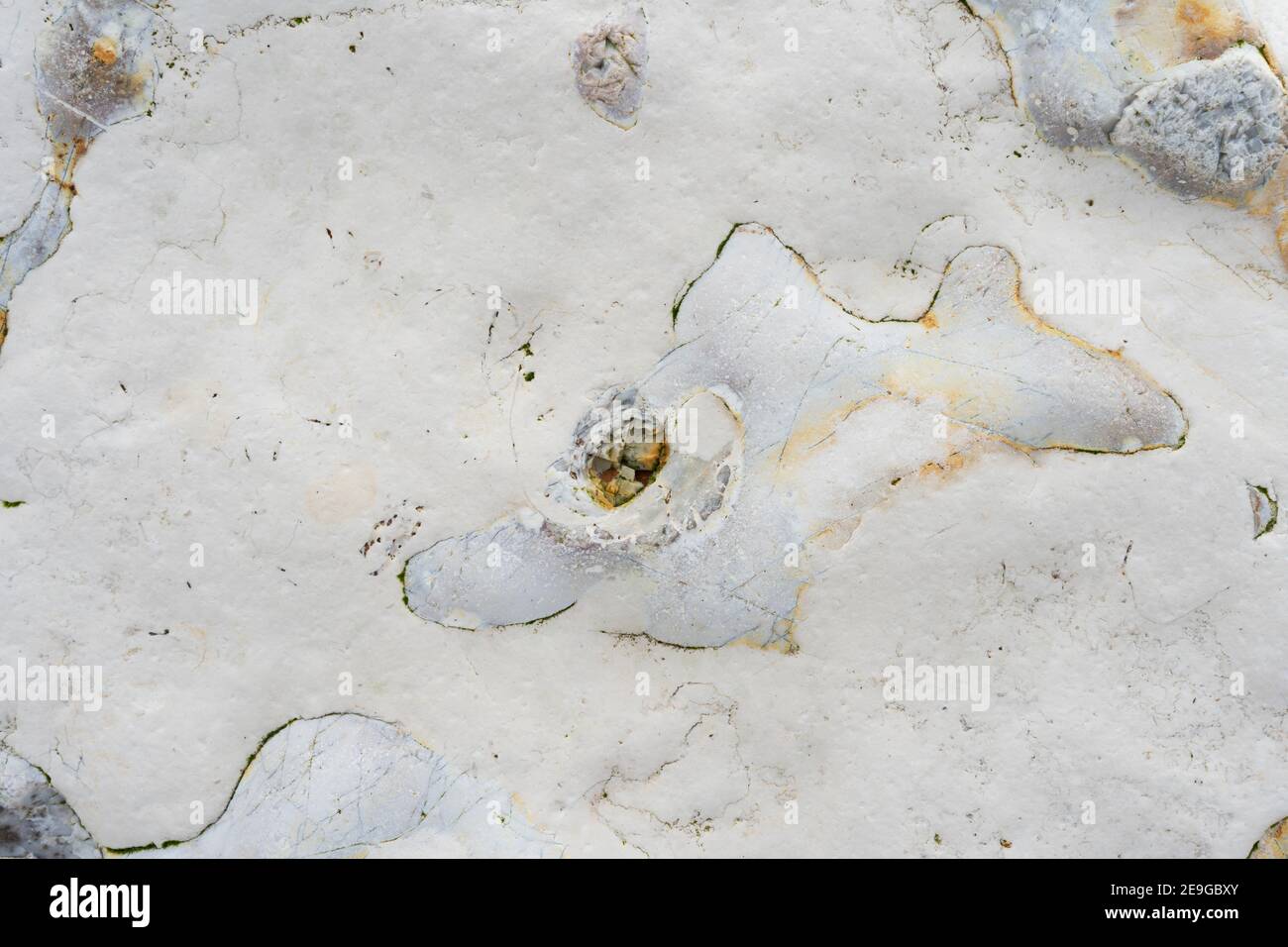 Chalk fossil Banque de photographies et d’images à haute résolution - Alamy