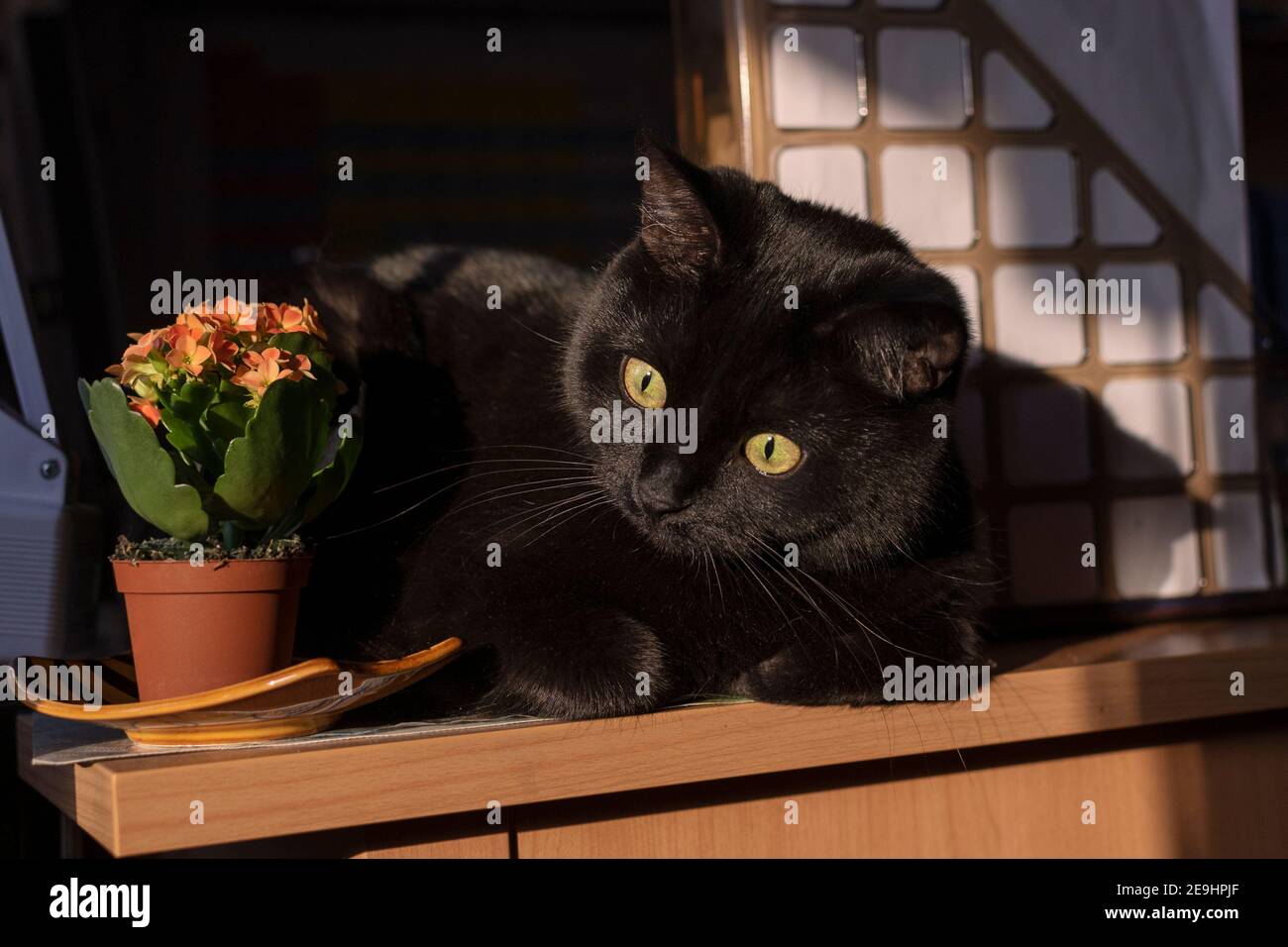 Yeux de chats fleurs Banque de photographies et d’images à haute ...