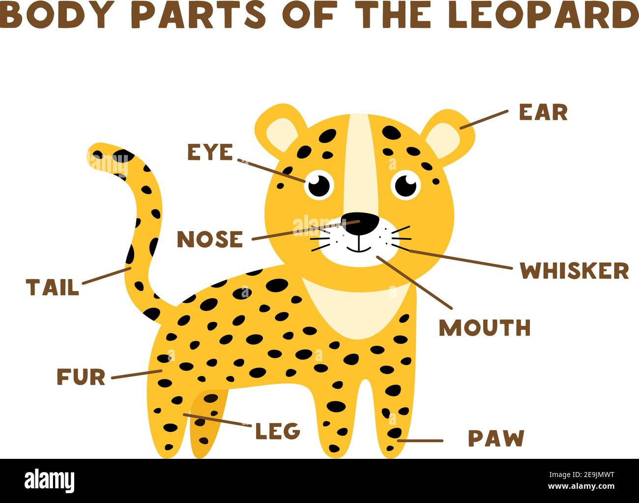 Parties du corps du joli léopard. Anatomie des animaux en anglais pour ...