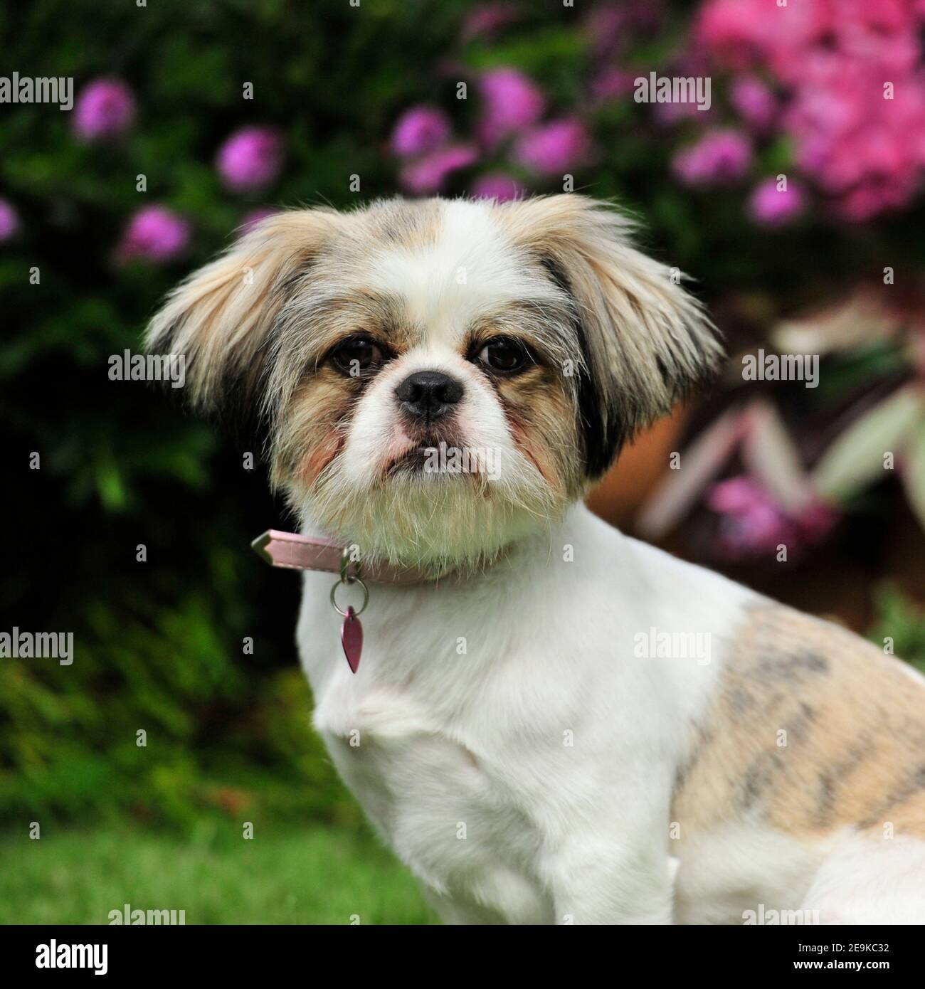 Shih tzu portrait Banque de photographies et d’images à haute ...