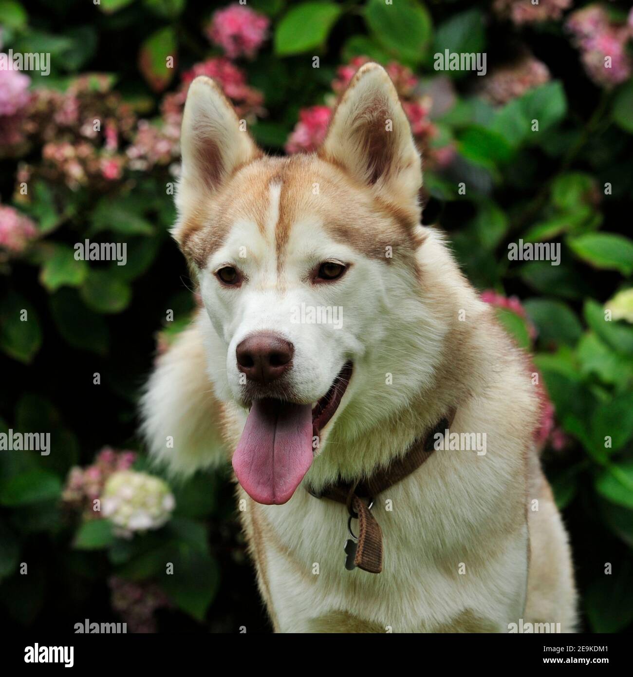 Chien husky Banque de photographies et d’images à haute résolution - Alamy