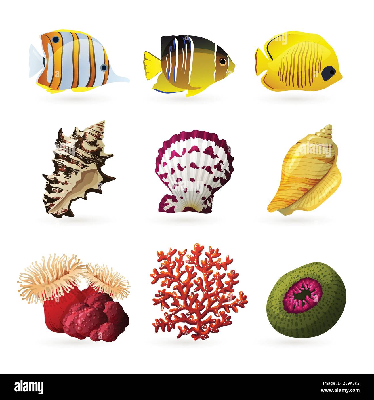Faune de mer décoratif icônes colorées ensemble avec coquillages de ...