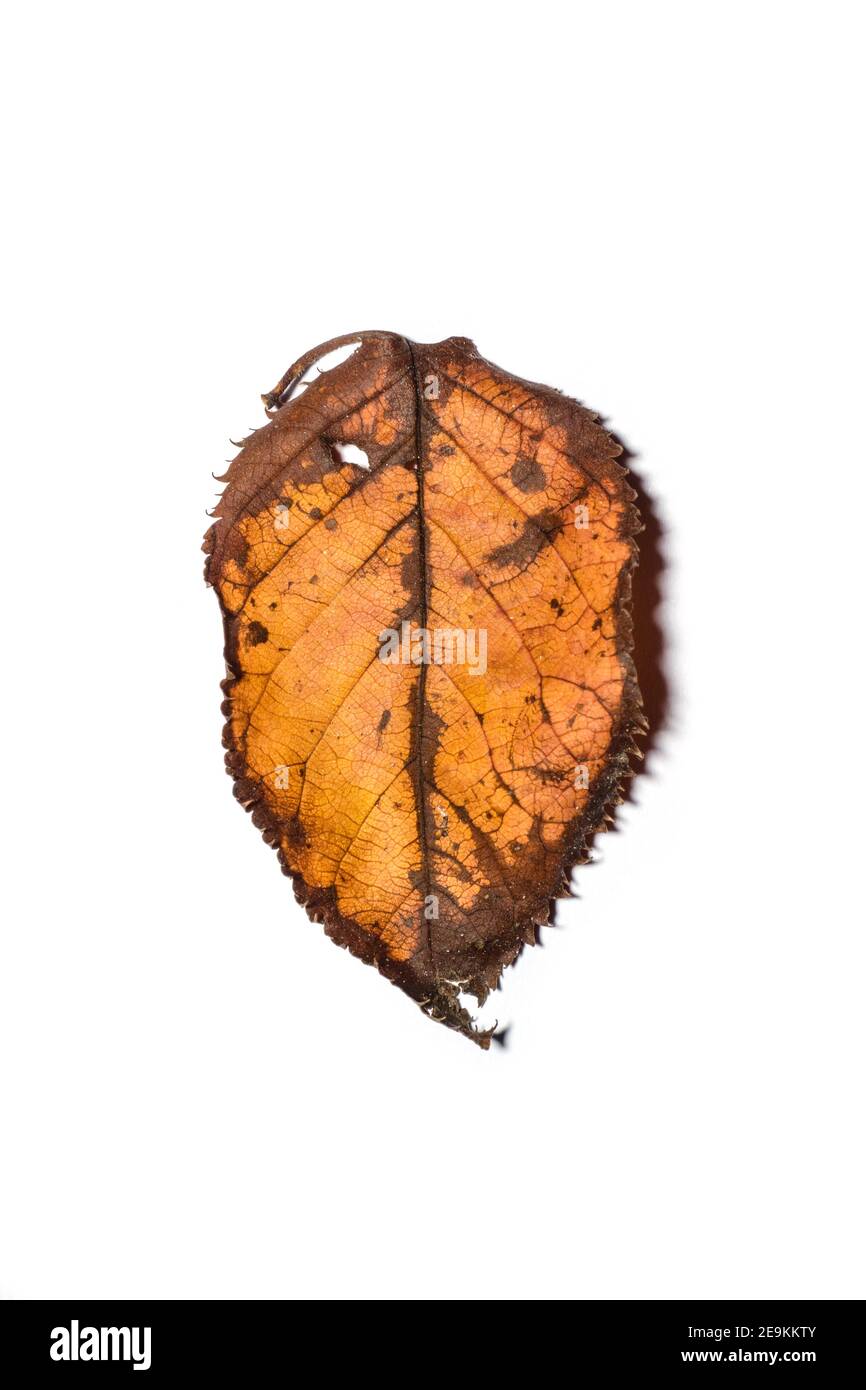 Feuilles de prunus serrulata Banque de photographies et d’images à ...