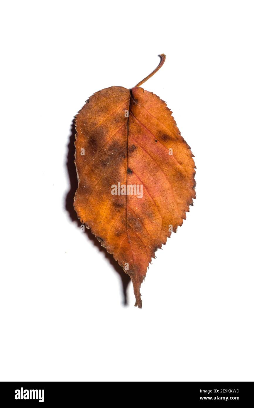 Feuilles de prunus serrulata Banque de photographies et d’images à ...