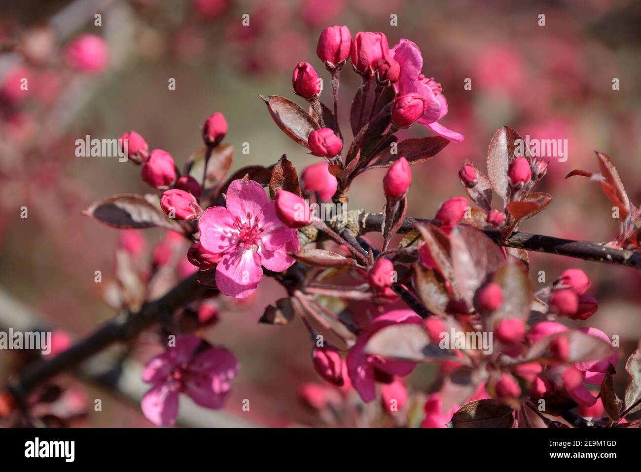 Malus cardinal Banque de photographies et d’images à haute résolution ...