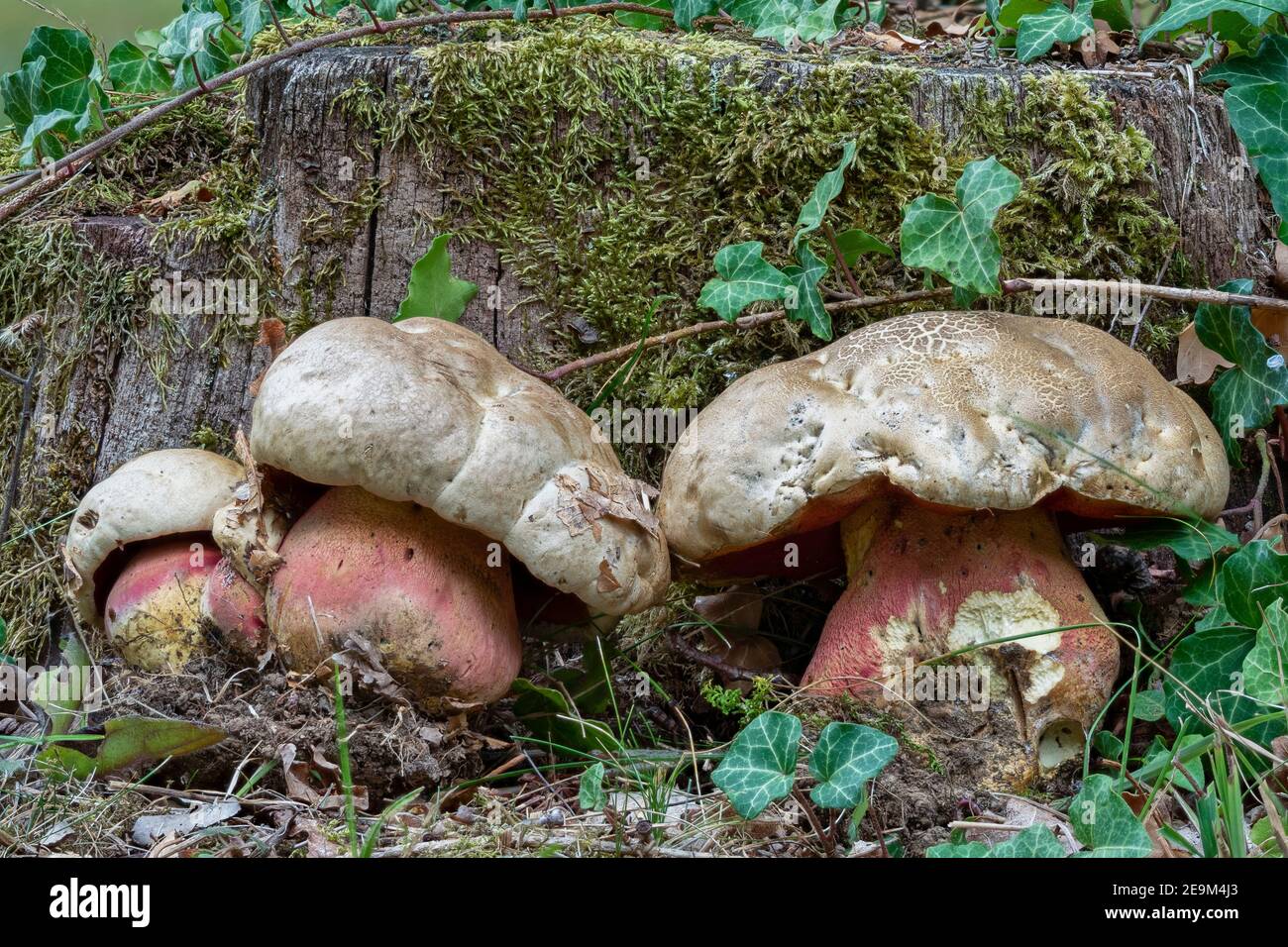 Boletus satanas Banque de photographies et d’images à haute résolution ...