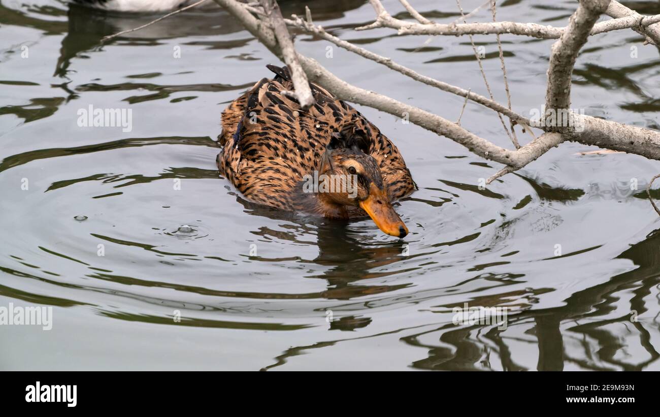 Canard mangeur de poisson Banque de photographies et d’images à haute ...