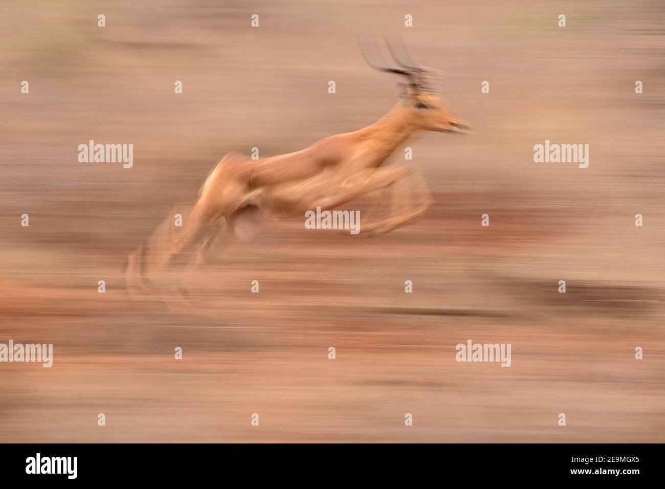 Antelope jump Banque de photographies et d’images à haute résolution ...