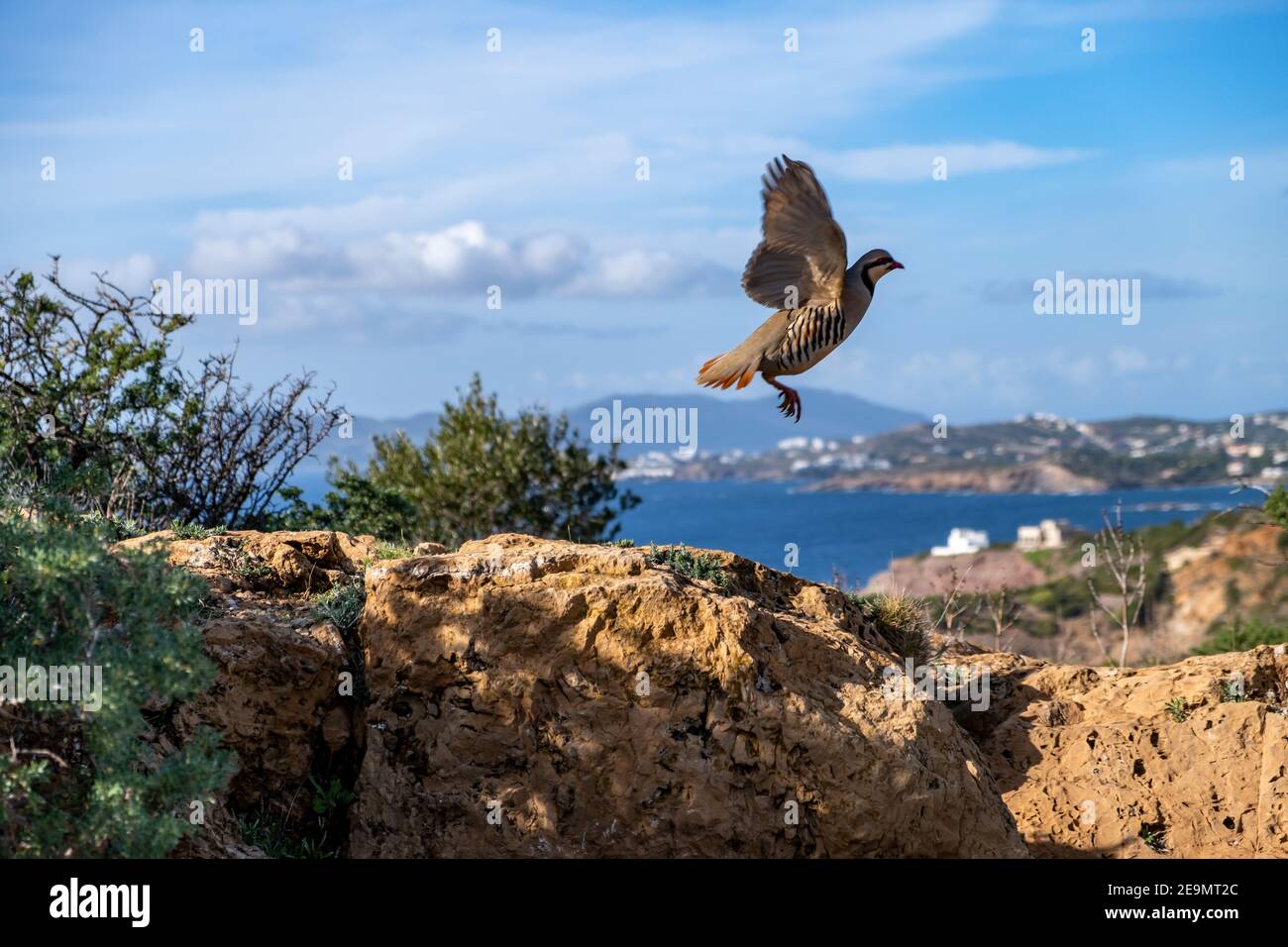 Oiseau pattes rouges Banque de photographies et d’images à haute ...