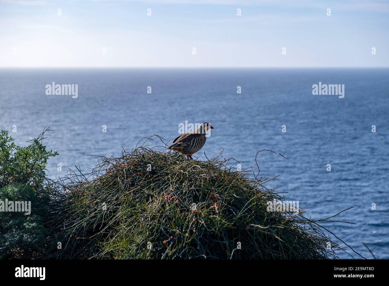 Oiseau pattes rouges Banque de photographies et d’images à haute ...