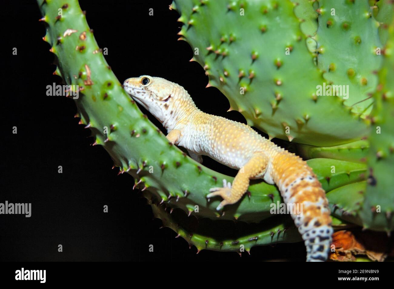 Leucistic leopard gecko Banque de photographies et d’images à haute ...