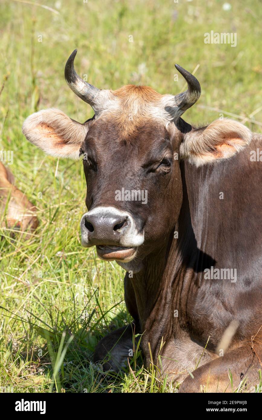 Vache animal cornes brunes Banque de photographies et d’images à haute ...