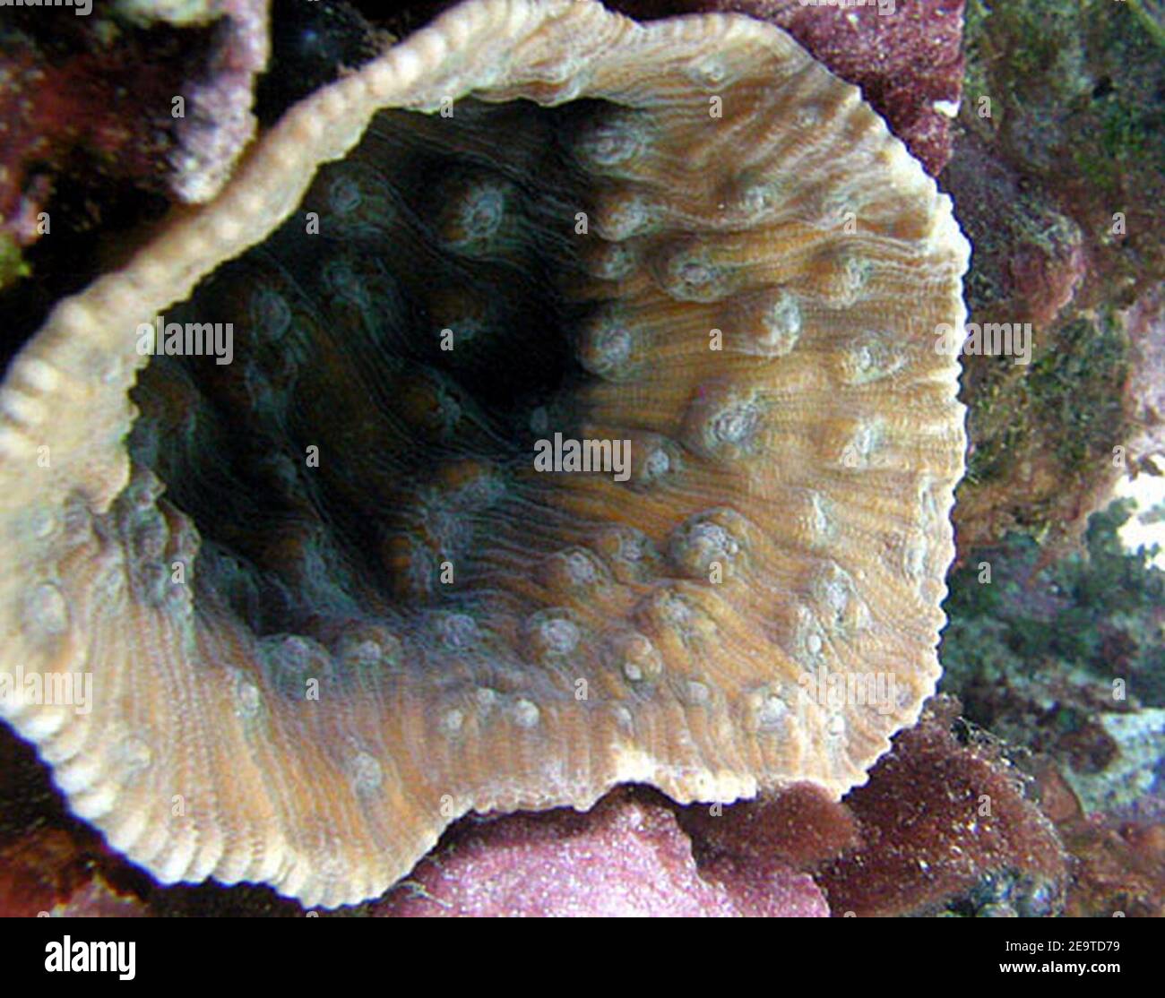 Mycedium elephantotus Banque de photographies et d’images à haute ...