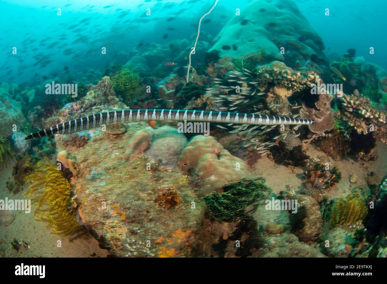 Le serpent de mer annulé, Hydrophis cyanocinctus, est également connu sous le nom de serpent de ...