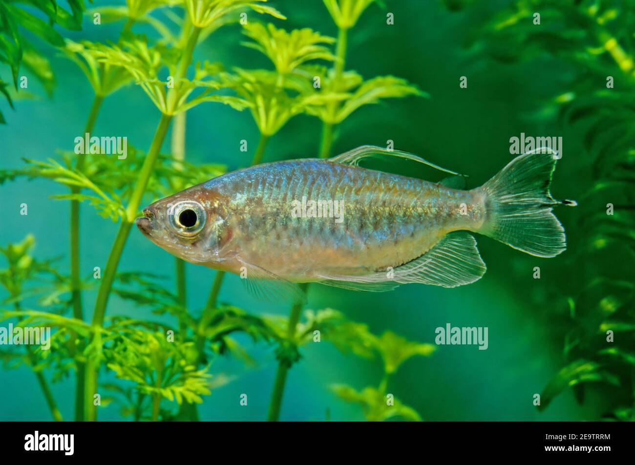 Le tétras du Congo (Phoenogrammus interruptus) est une espèce de ...