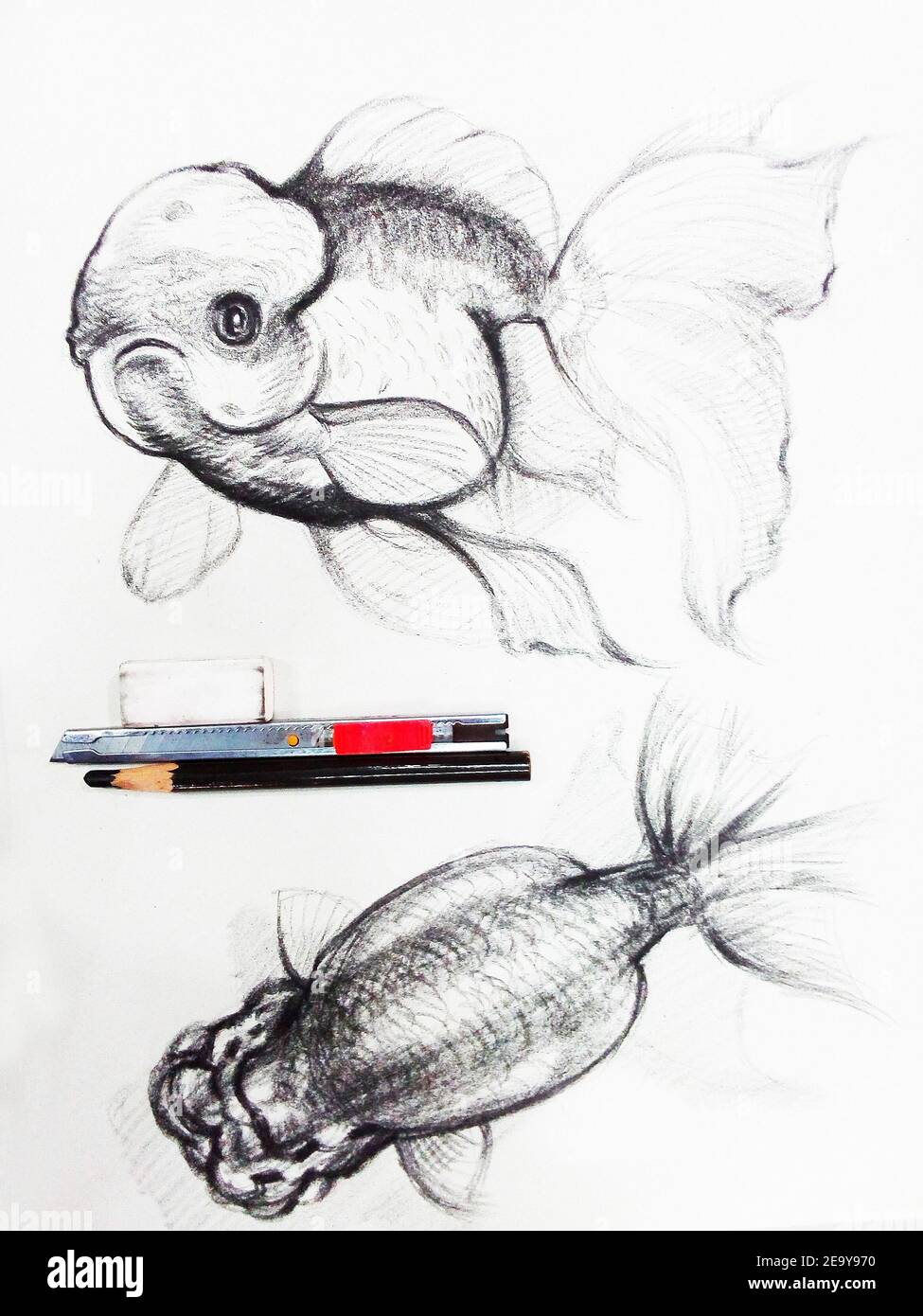 Poisson mignon Banque de photographies et d’images à haute résolution ...