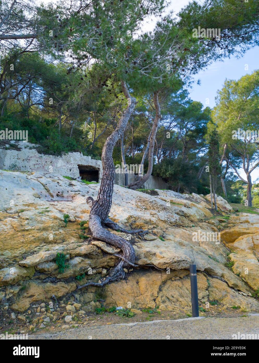 Arbre qui pousse sur un rocher Banque de photographies et d’images à ...