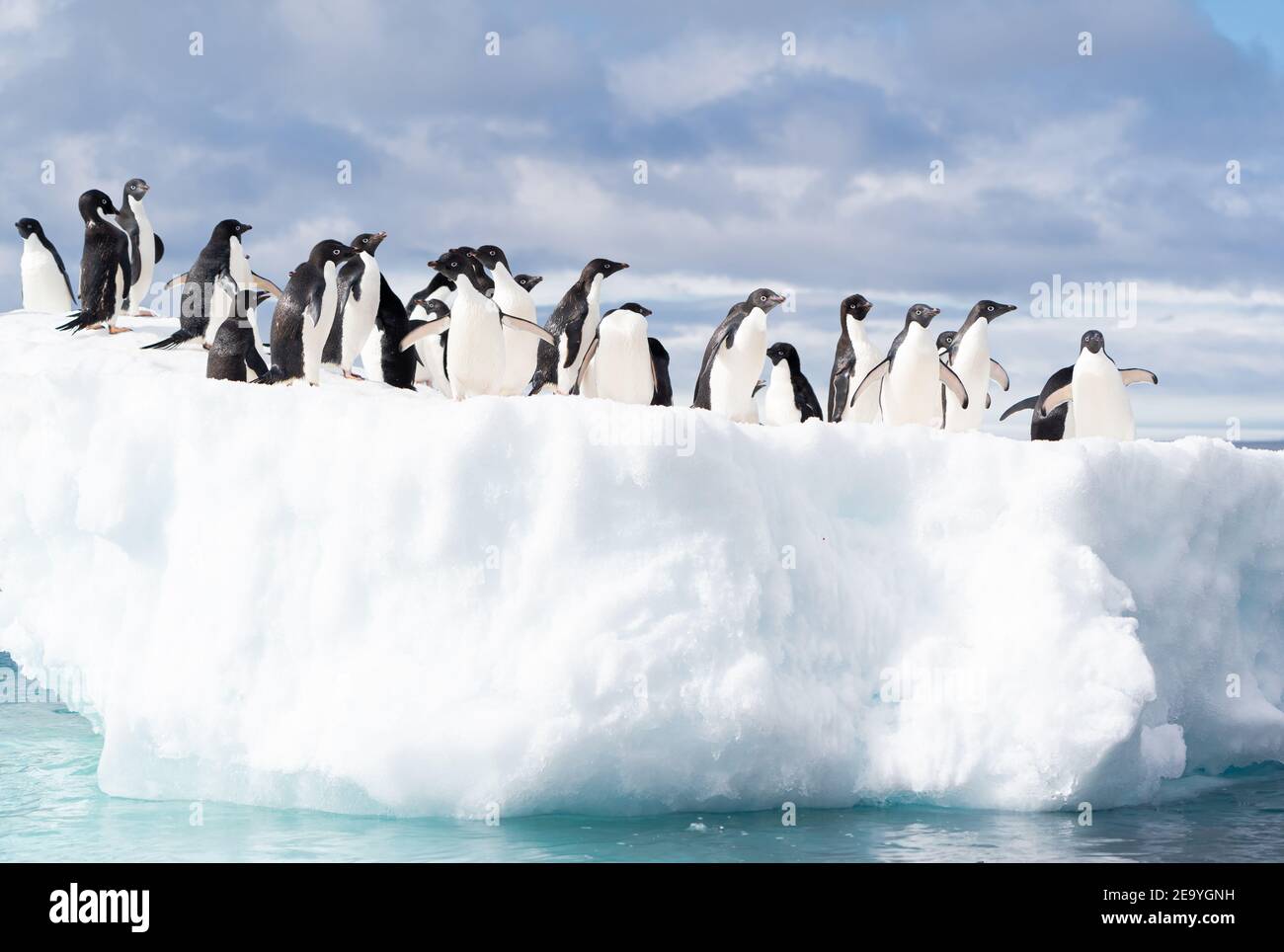 Pingouins sur la banquise Banque de photographies et d’images à haute ...