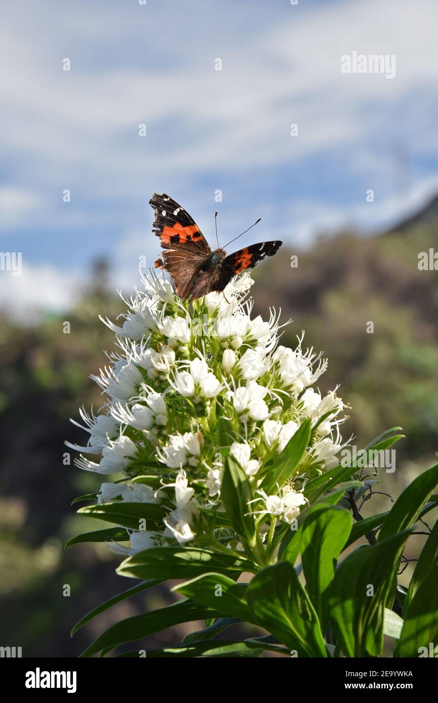 Papillon bleu canari Banque de photographies et d’images à haute ...