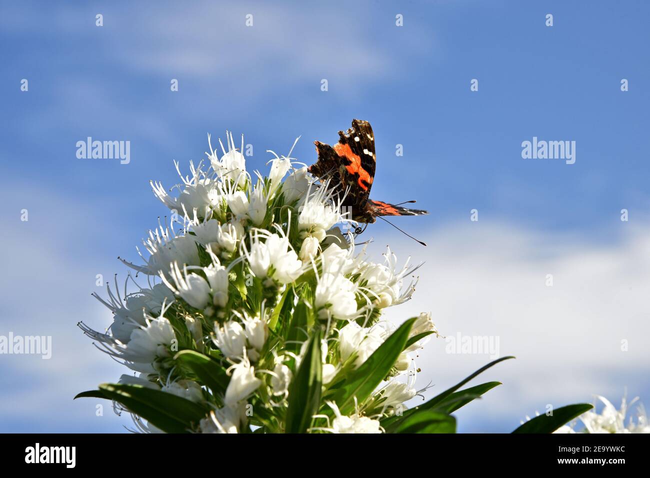 Papillon bleu canari Banque de photographies et d’images à haute ...