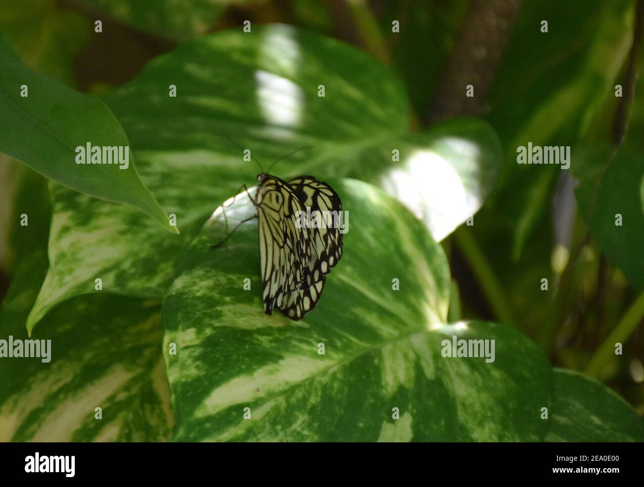 Papillon Nymphe Arbre Blanc Banque d'image et photos - Alamy