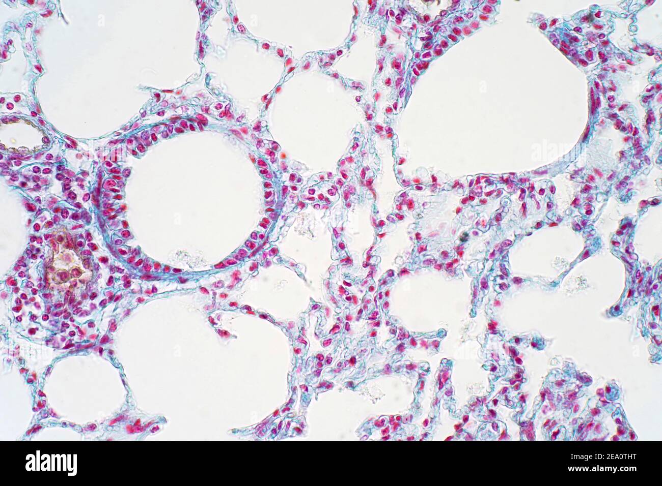 Anatomía e histología pulmonar humana Banque de photographies et d ...
