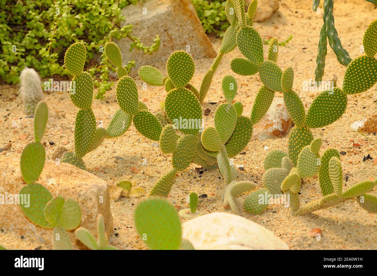 Opuntia falcata Banque de photographies et d’images à haute résolution ...