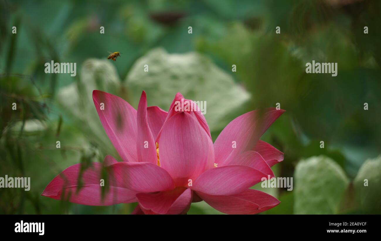 Etapas de la flor Banque de photographies et d’images à haute ...