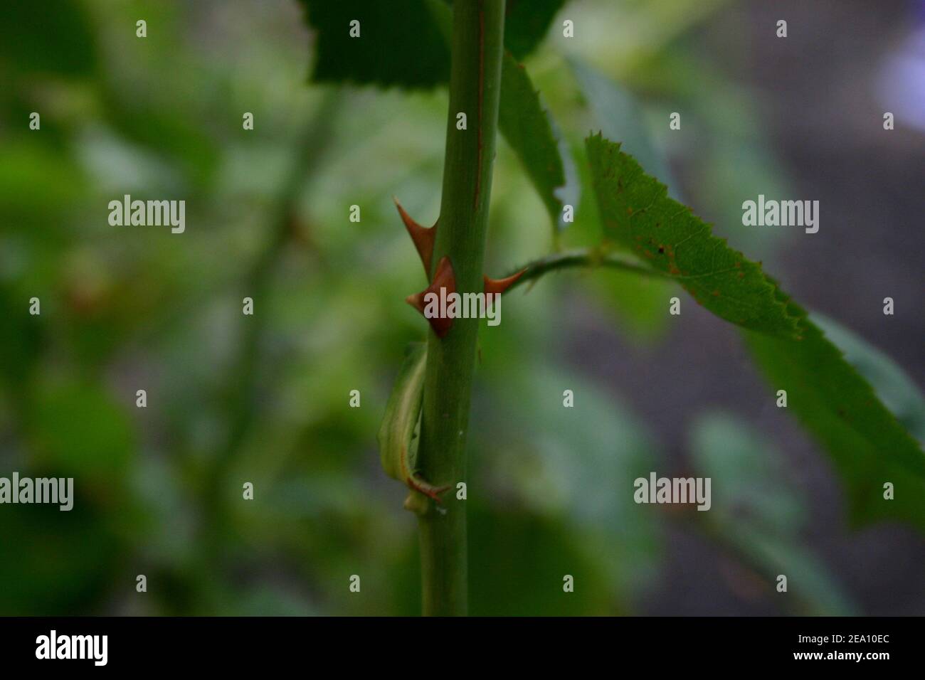 épines de roses Banque de photographies et d’images à haute résolution ...