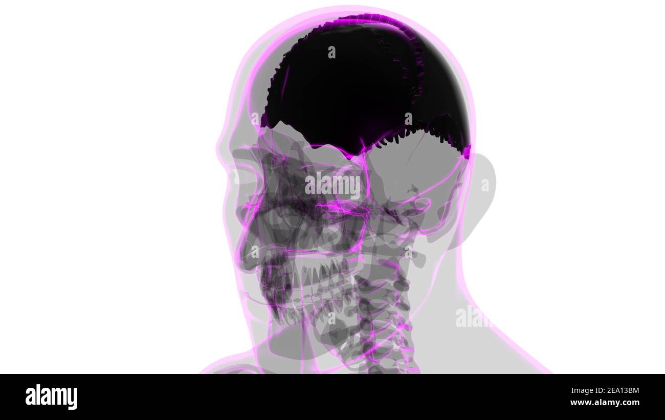 Squelette humain crâne pariétal OS Anatomie pour le concept médical ...