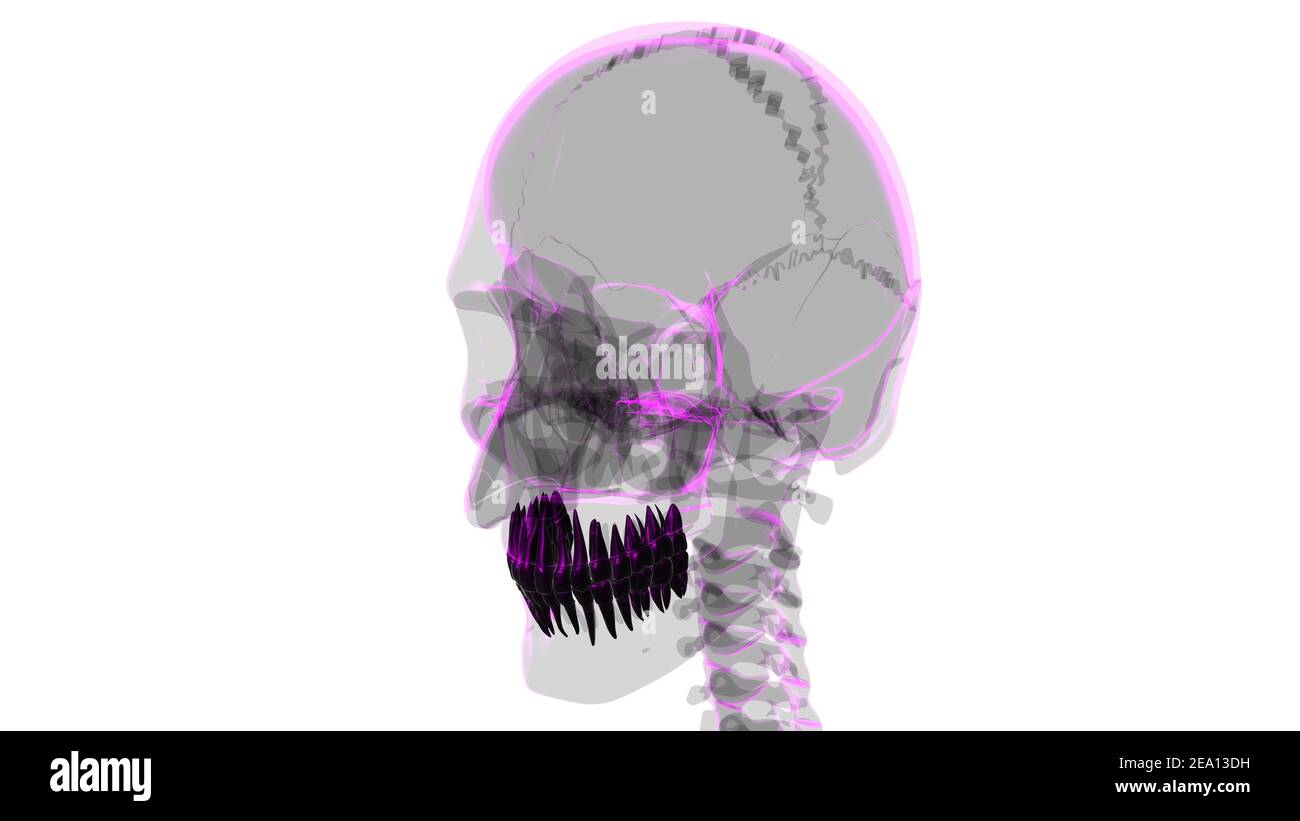 Anatomie des dents humaines Illustration 3D pour le concept médical ...