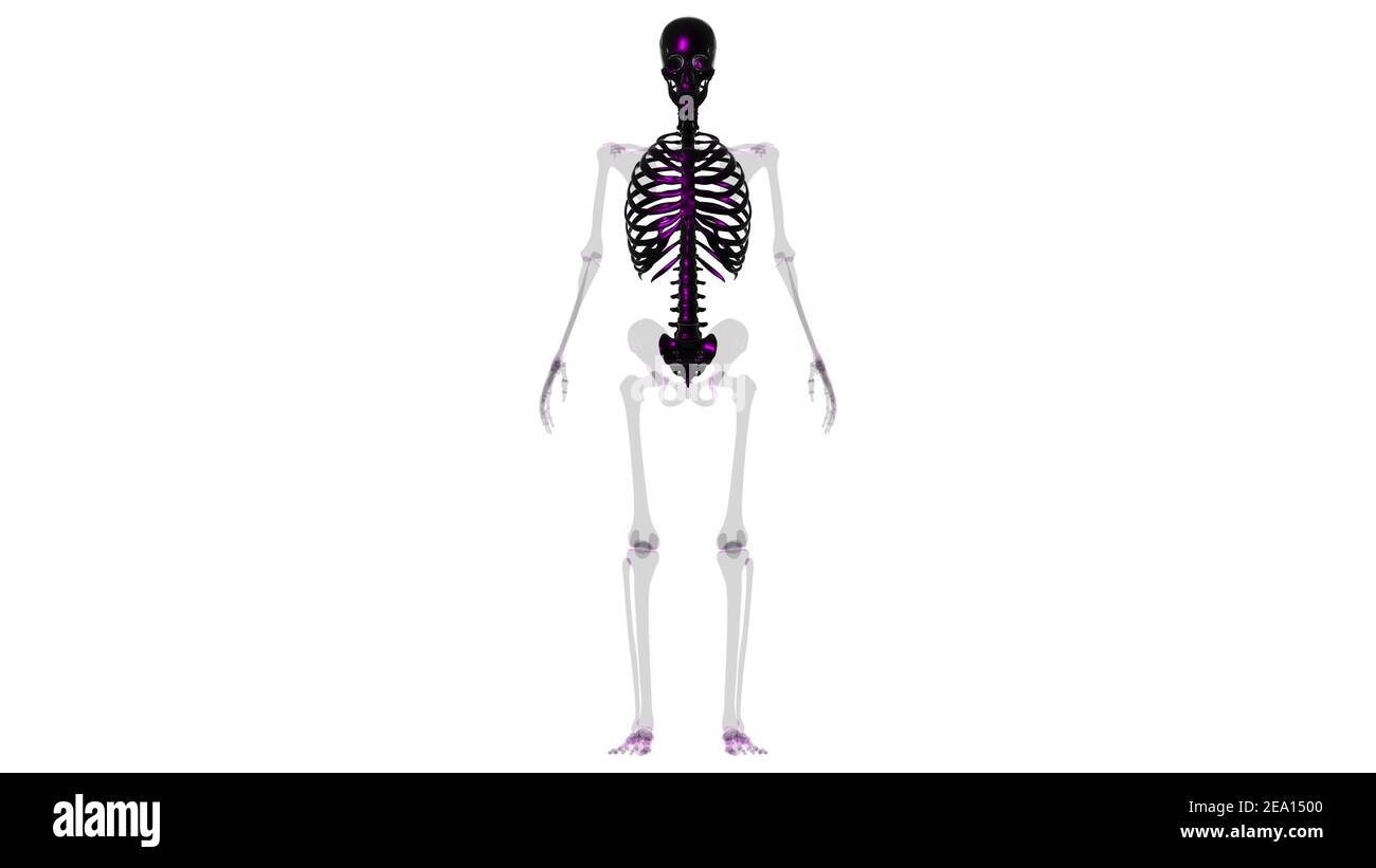 Squelette humain squelette axial Anatomie 3D Illustration Photo Stock ...