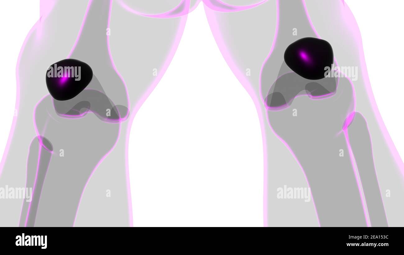 Anatomie du squelette humain rotule OS 3D Rendering for Medical concept ...