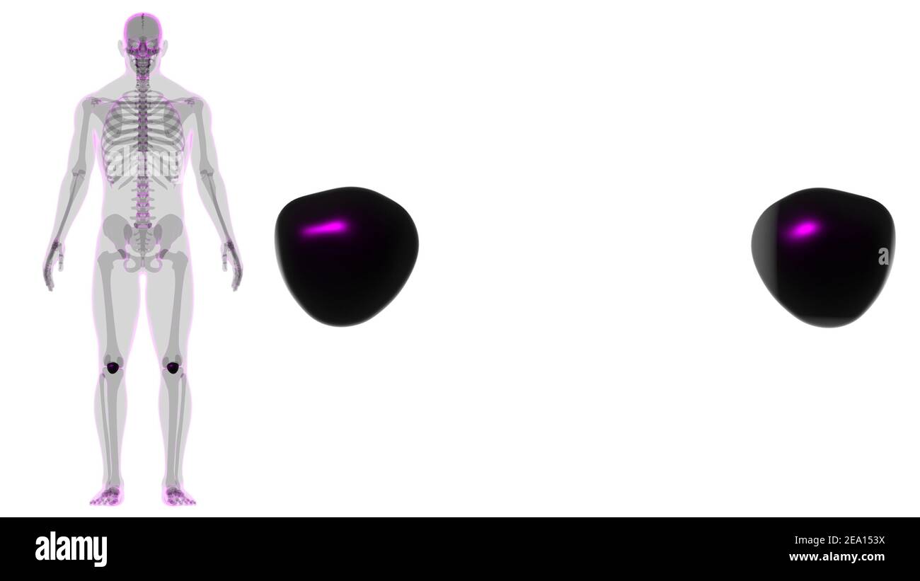 Anatomie du squelette humain rotule OS 3D Rendering for Medical concept ...