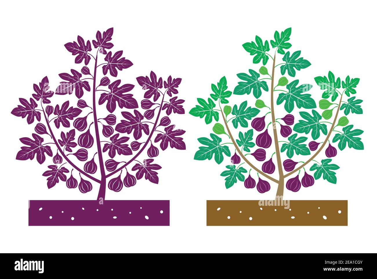 Arbre avec fruit Banque d'images vectorielles - Alamy