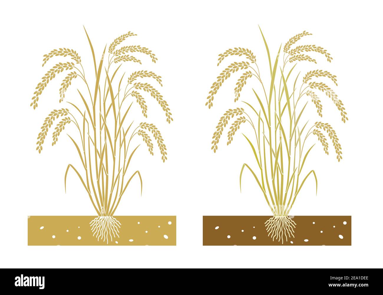 Whole plant Banque d'images vectorielles - Alamy