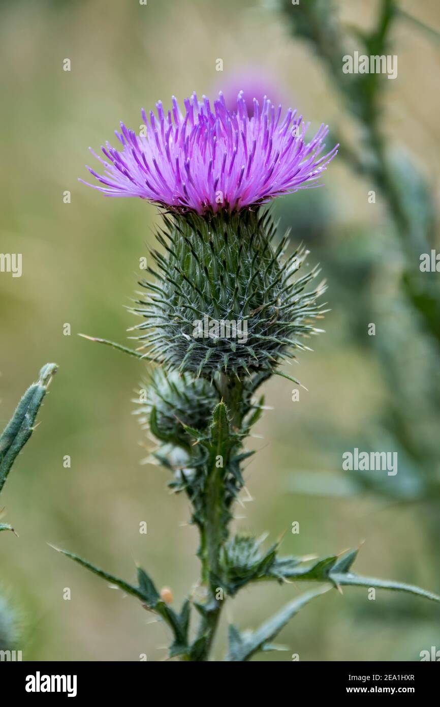 Chardon commun cirsium vulgare Banque de photographies et d’images à ...
