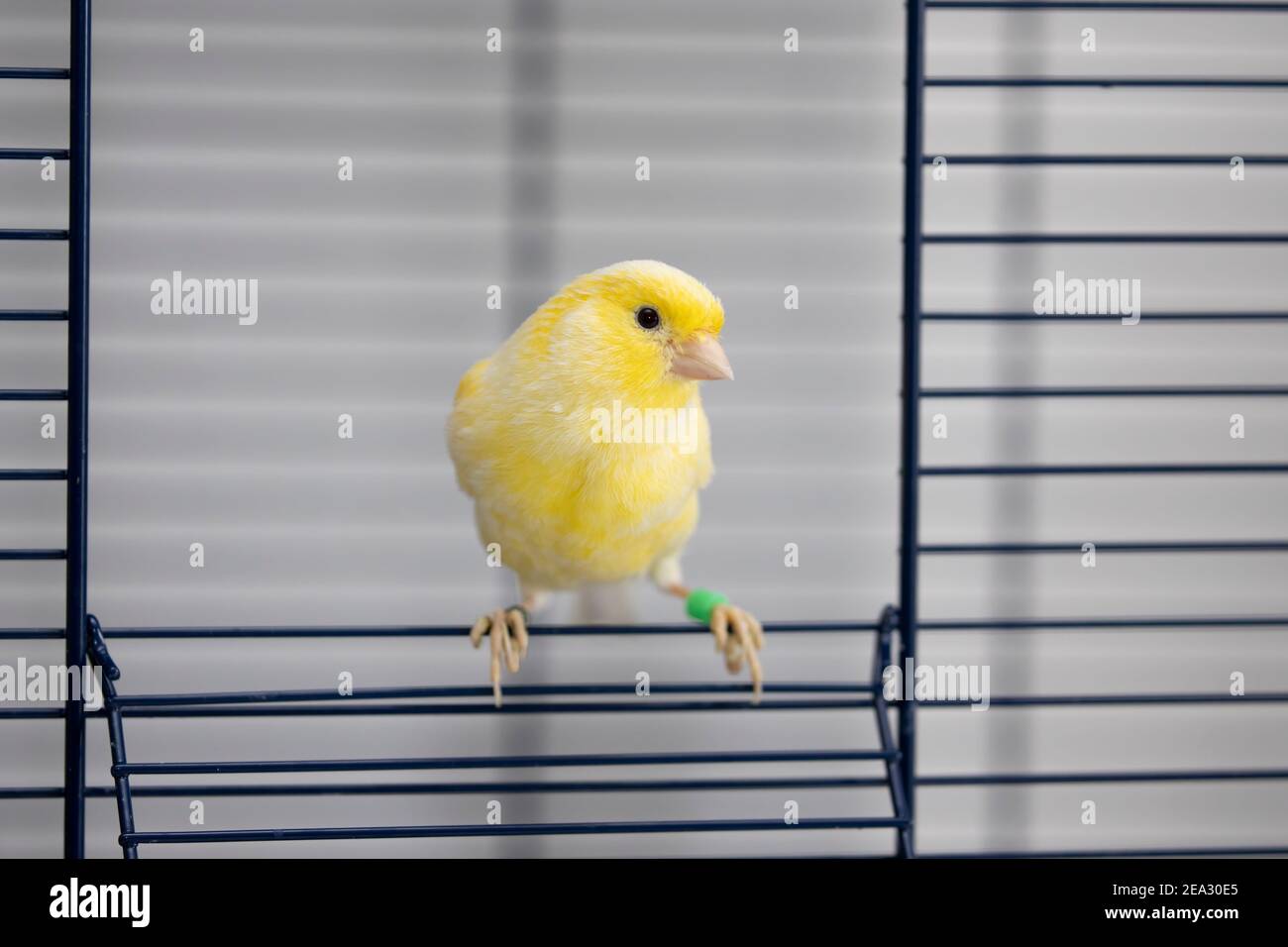 Canari jaune Banque de photographies et d’images à haute résolution - Alamy